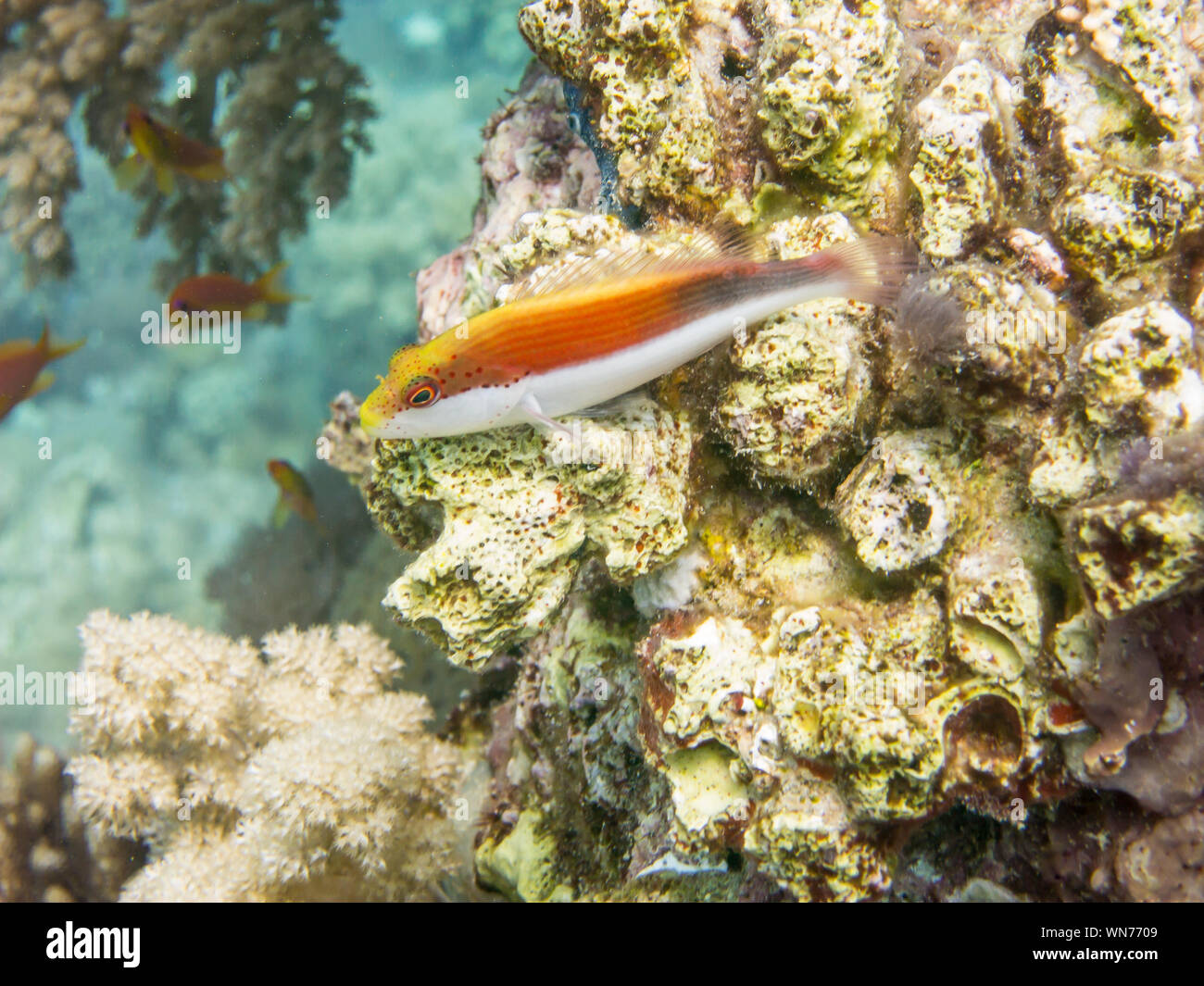 Freckled Hawk Fish Stock Photo - Alamy