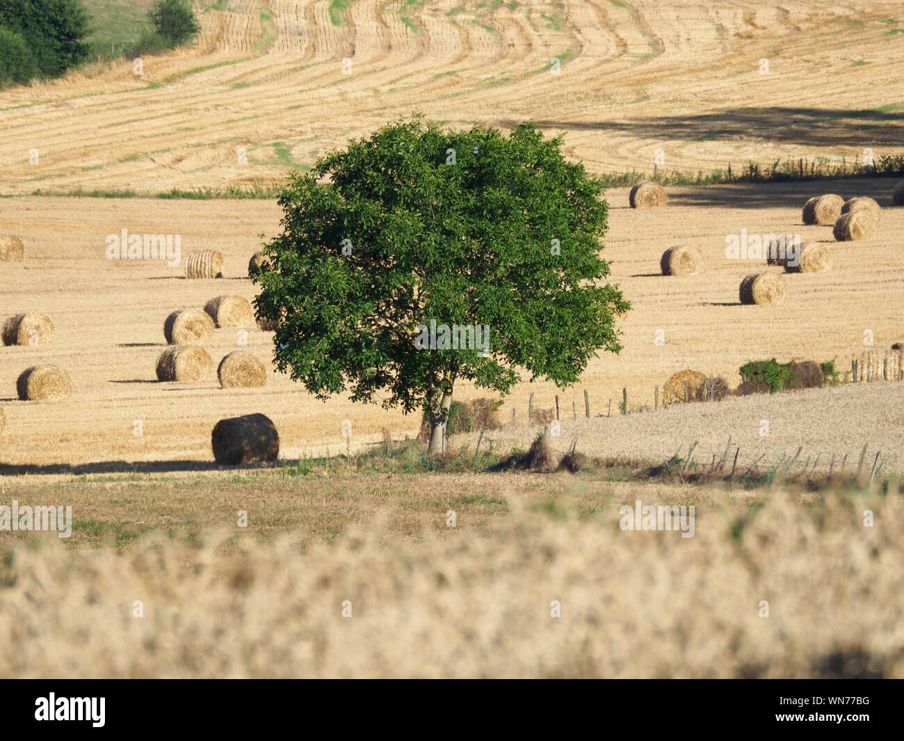 Bale landscape hi-res stock photography and images - Alamy