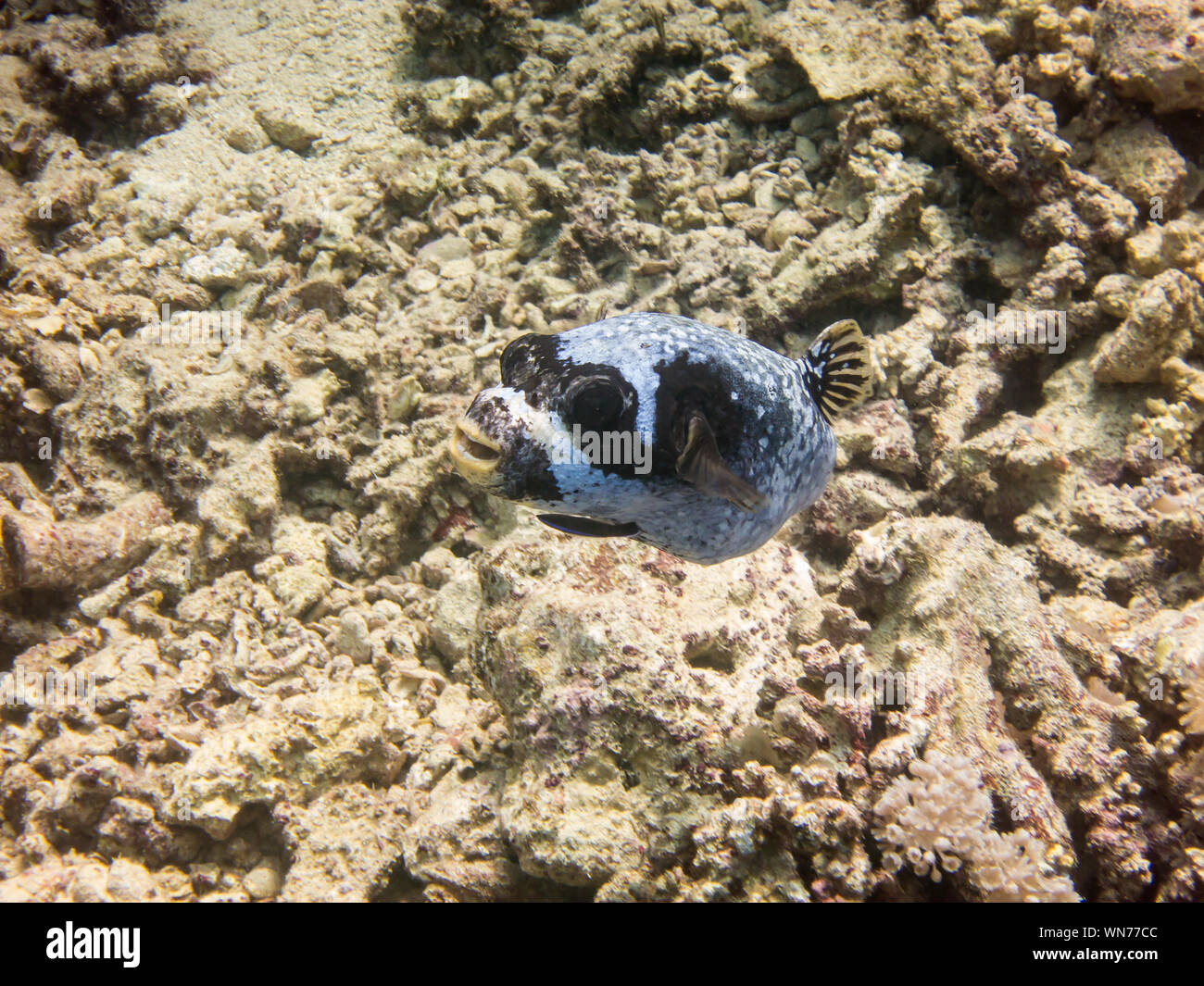 Masked Puffer Fish Stock Photo - Alamy