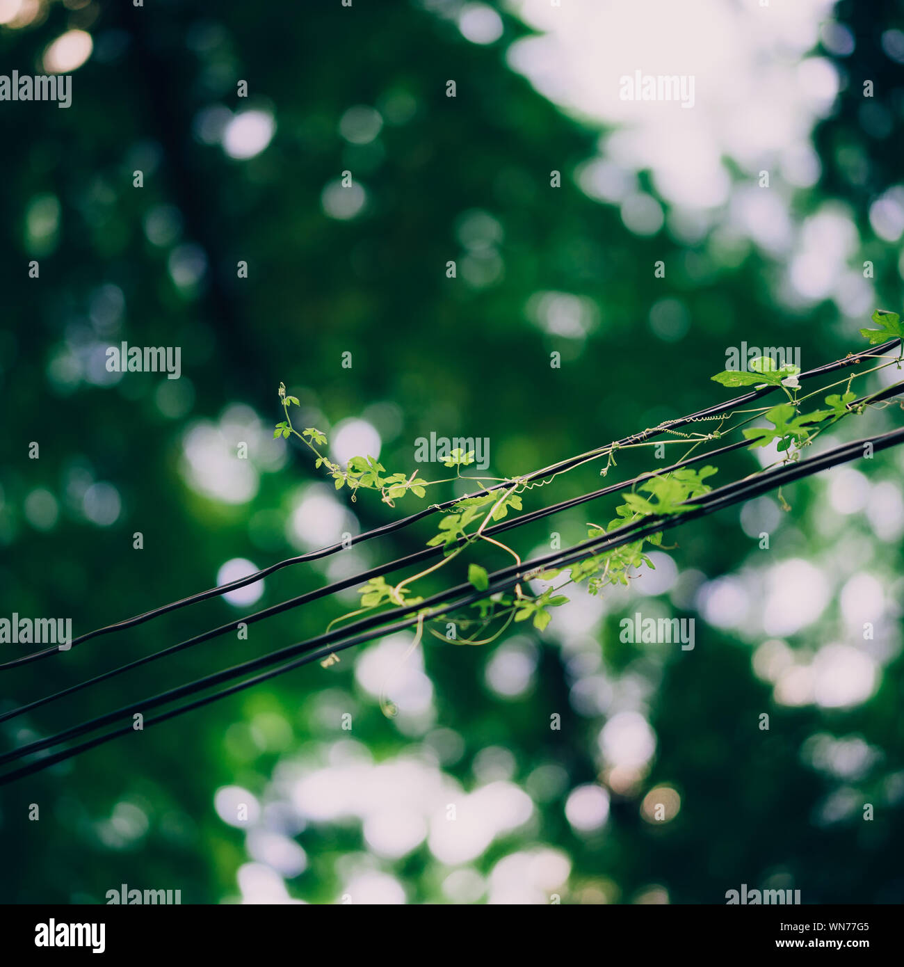 Vietnam creeper hi-res stock photography and images - Alamy