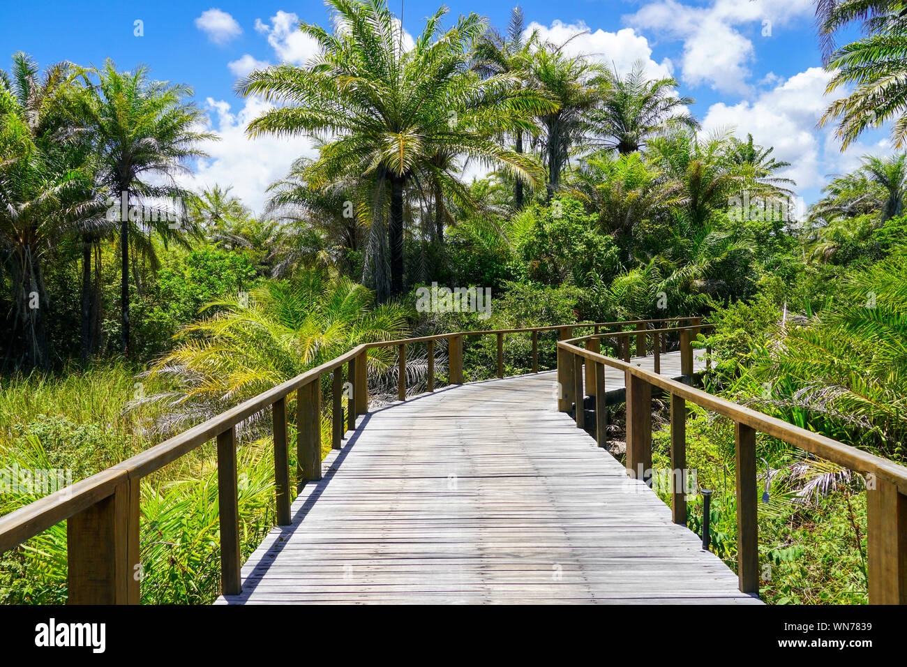 Perspective of wood bridge in deep tropical forest. Wooden bridge ...