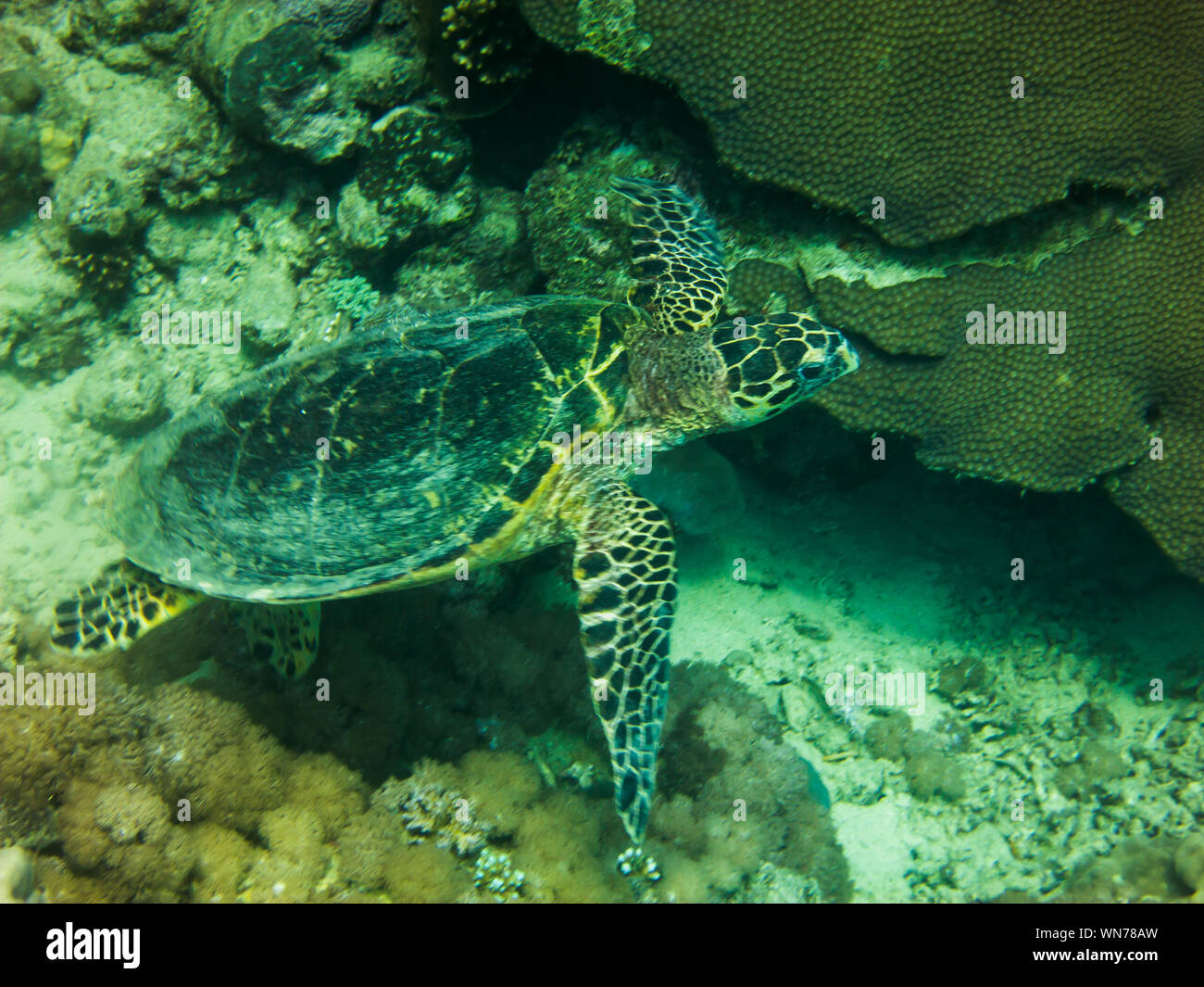 Hawksbill Turtle in the Red Sea Stock Photo - Alamy