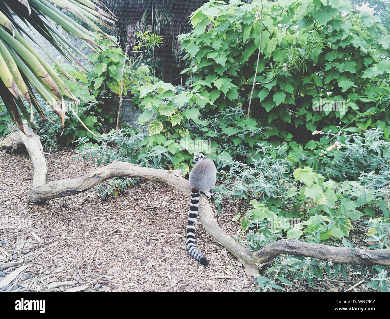 Melbourne Zoo Lemur High Resolution Stock Photography and Images - Alamy