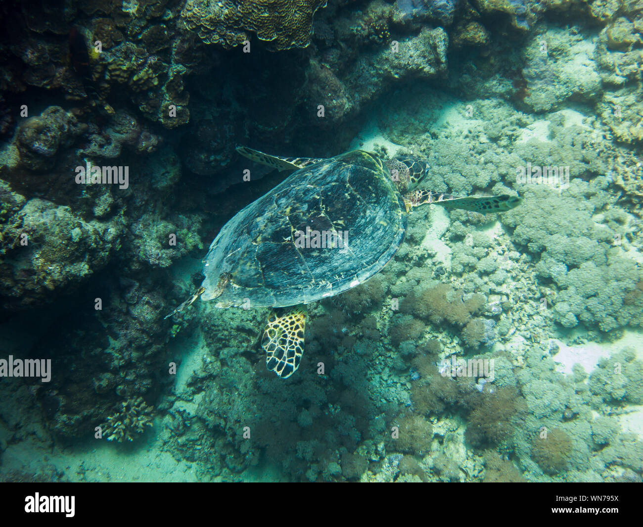 Hawksbill Turtle in the Red Sea Stock Photo - Alamy
