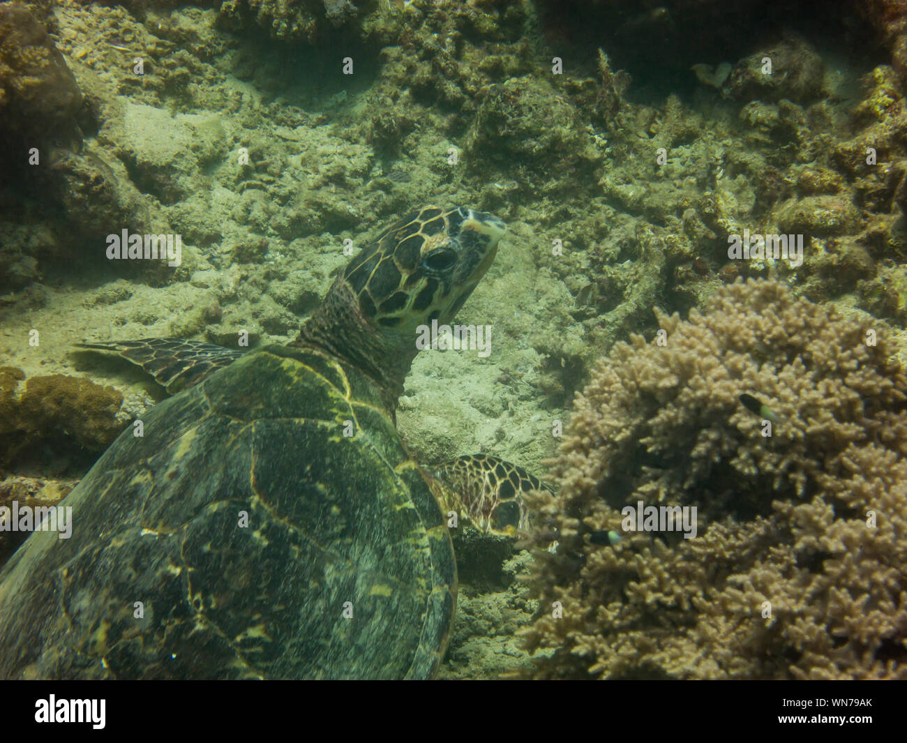 Hawksbill Turtle in the Red Sea Stock Photo - Alamy