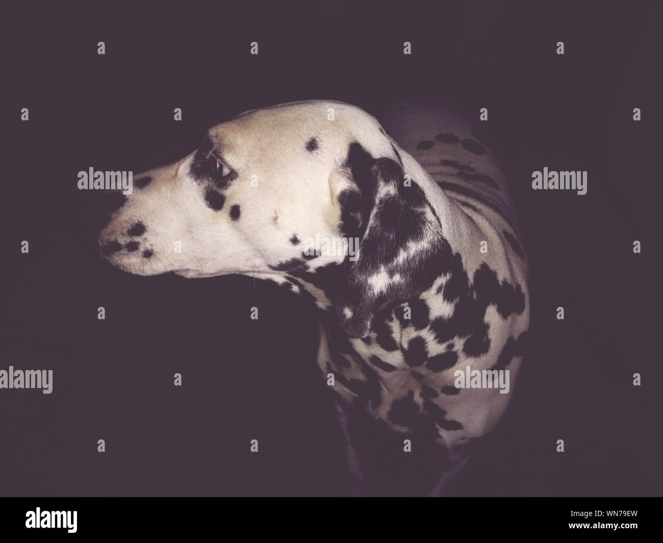 Black spotted dalmatian hi-res stock photography and images - Alamy