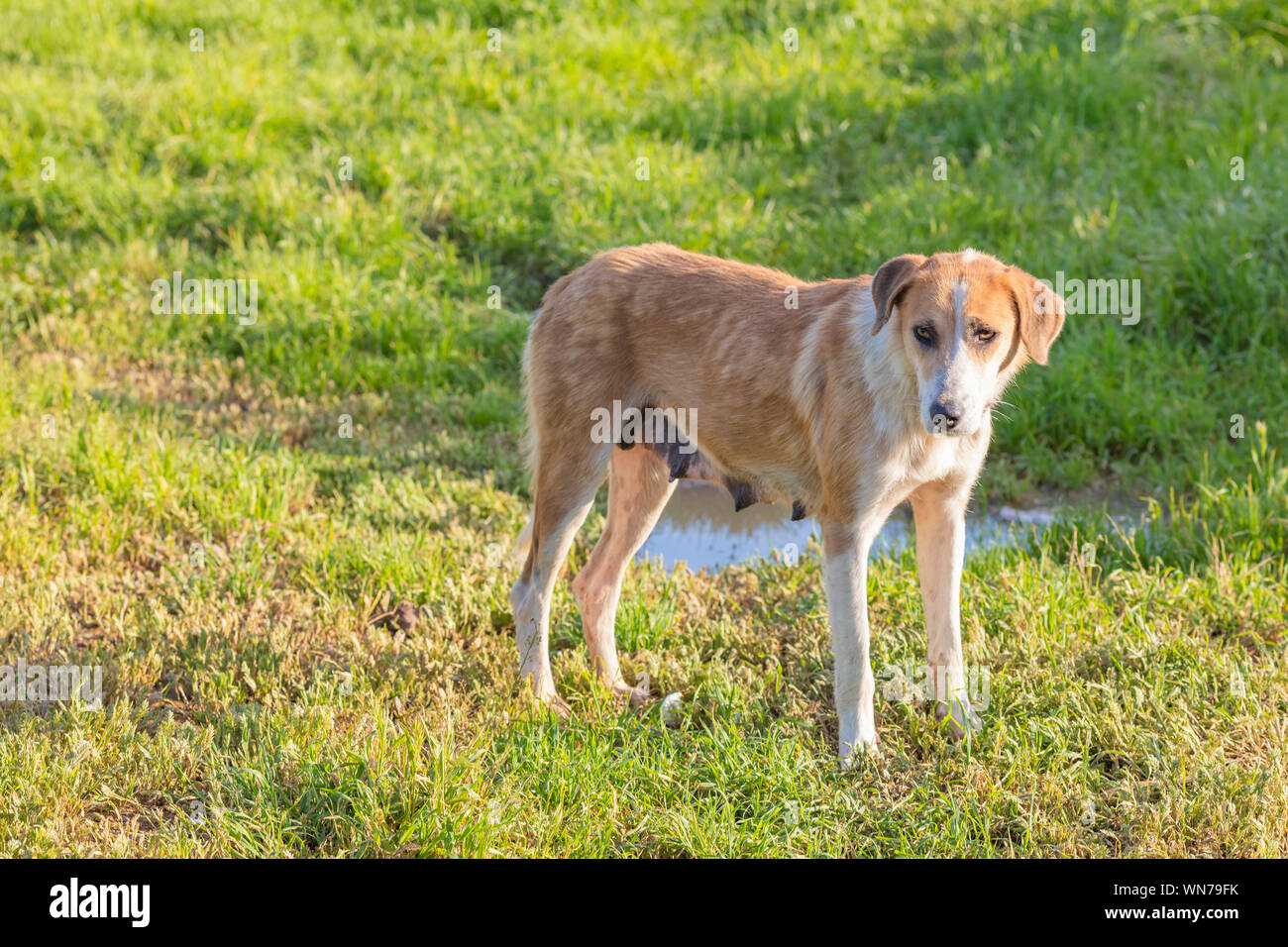 Dog, Mazandaran Province, Iran Stock Photo - Alamy