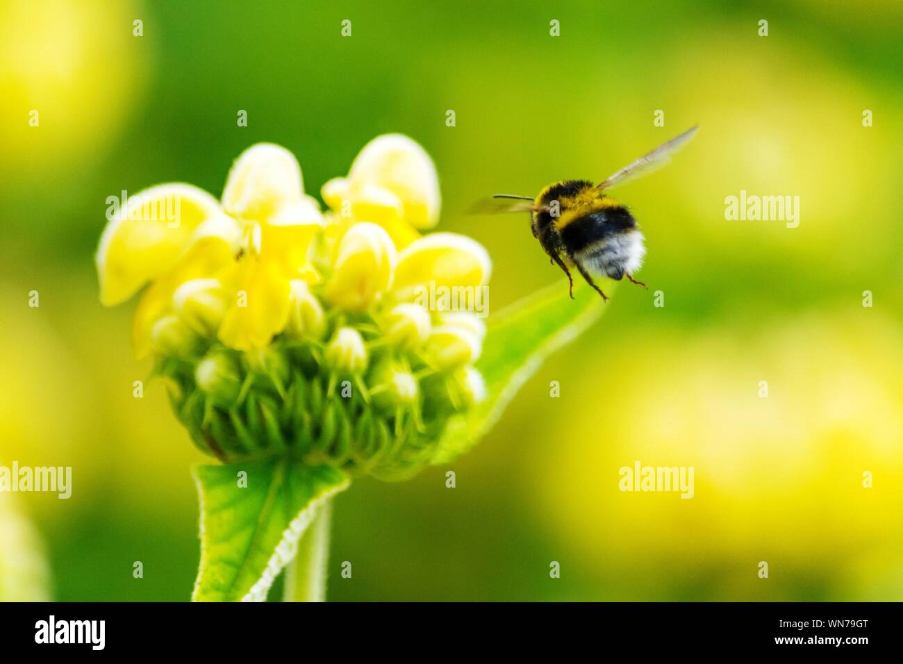 Bumblebee close up flying hi-res stock photography and images - Alamy