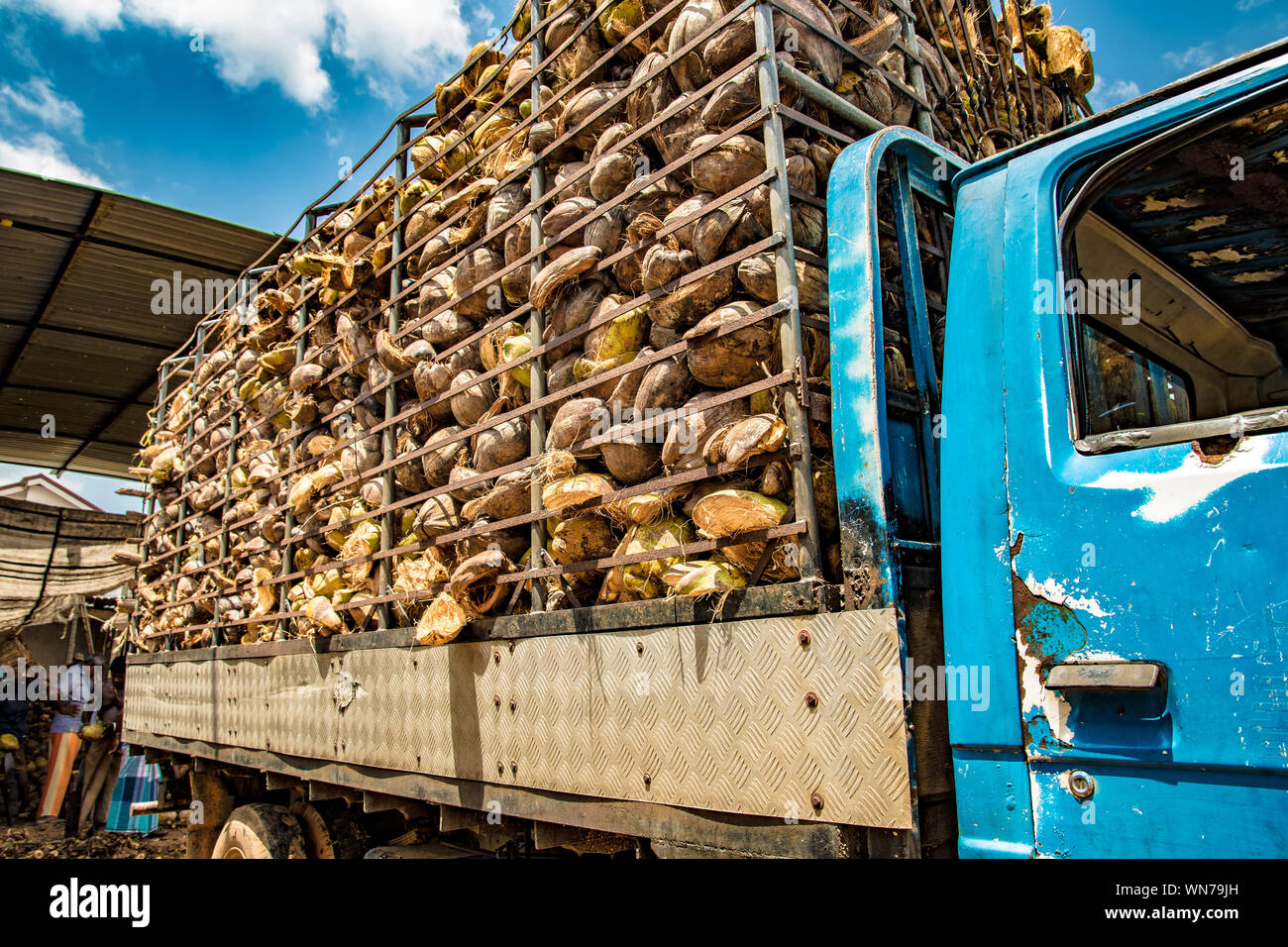 Coconut transport High Resolution Stock Photography and Images - Alamy