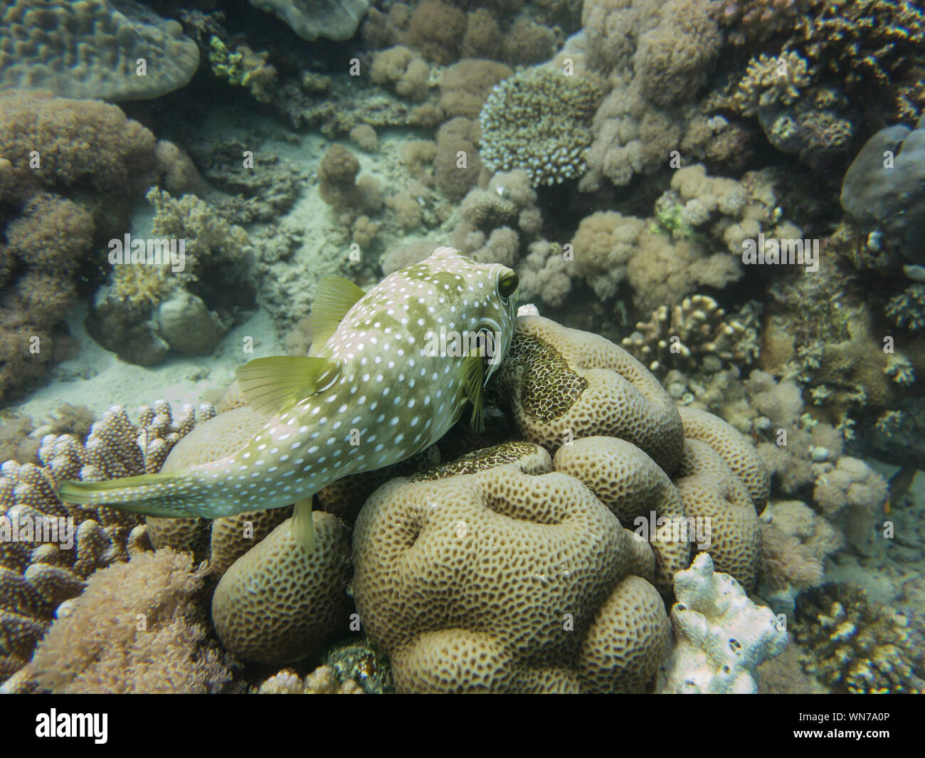 Starry Puffer Fish in the Red Sea Stock Photo - Alamy