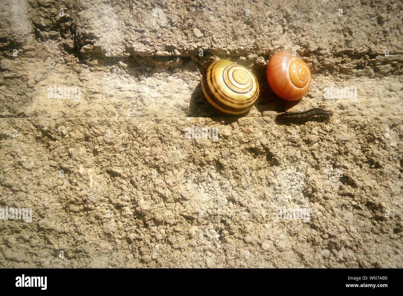 Worm stone hi-res stock photography and images - Alamy