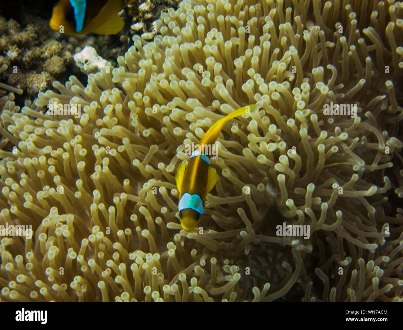 Red Sea Anemone fish Stock Photo - Alamy