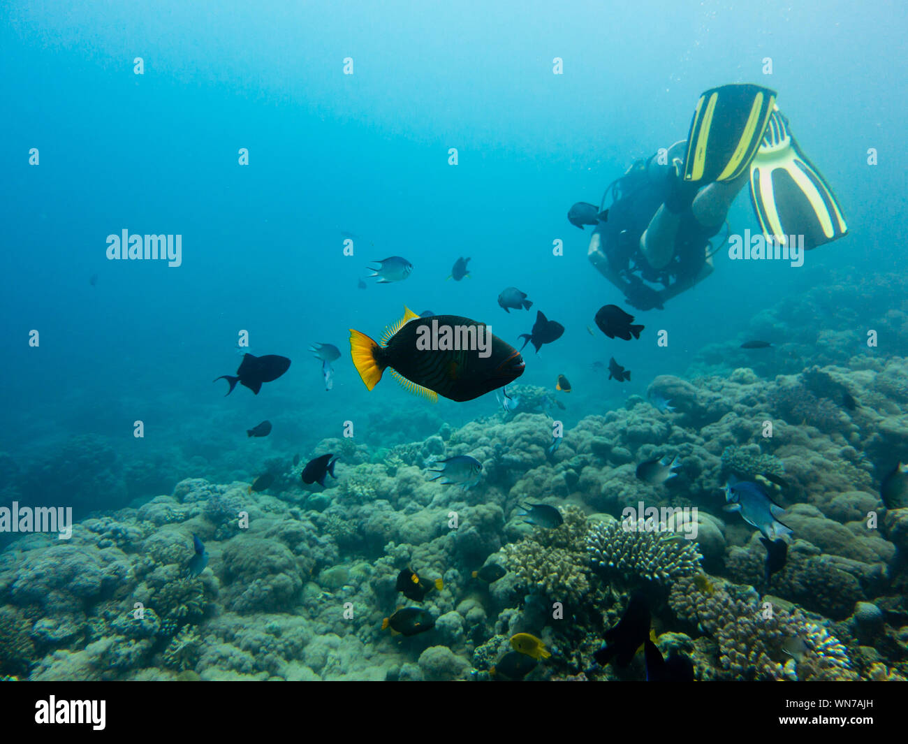 Orange Striped Trigger fish Stock Photo - Alamy