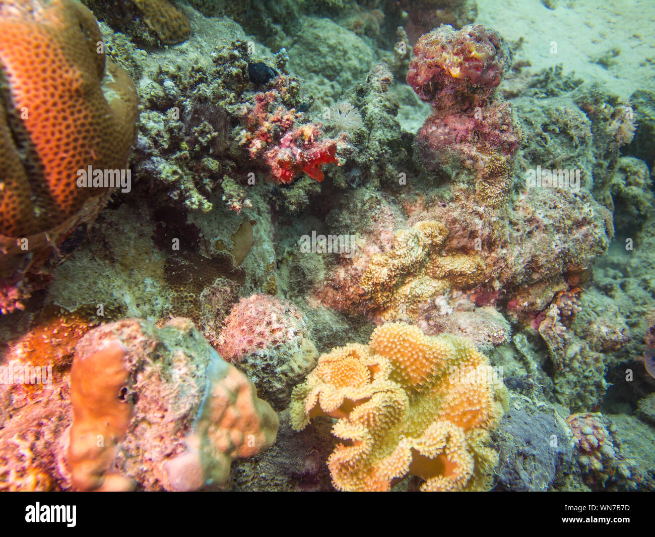 Coral Reef in the Red Sea Stock Photo - Alamy