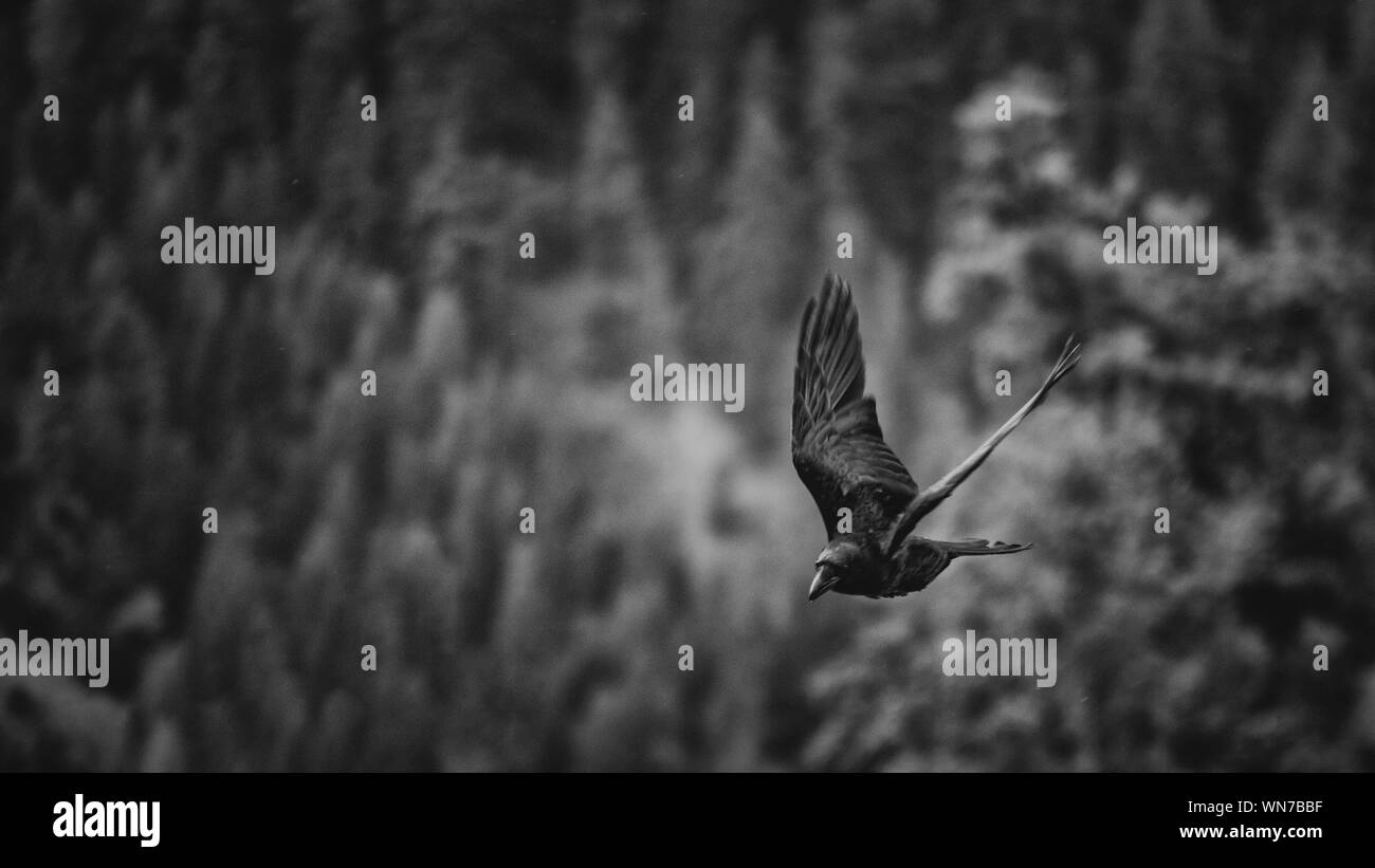 Raven Flying High Resolution Stock Photography and Images - Alamy