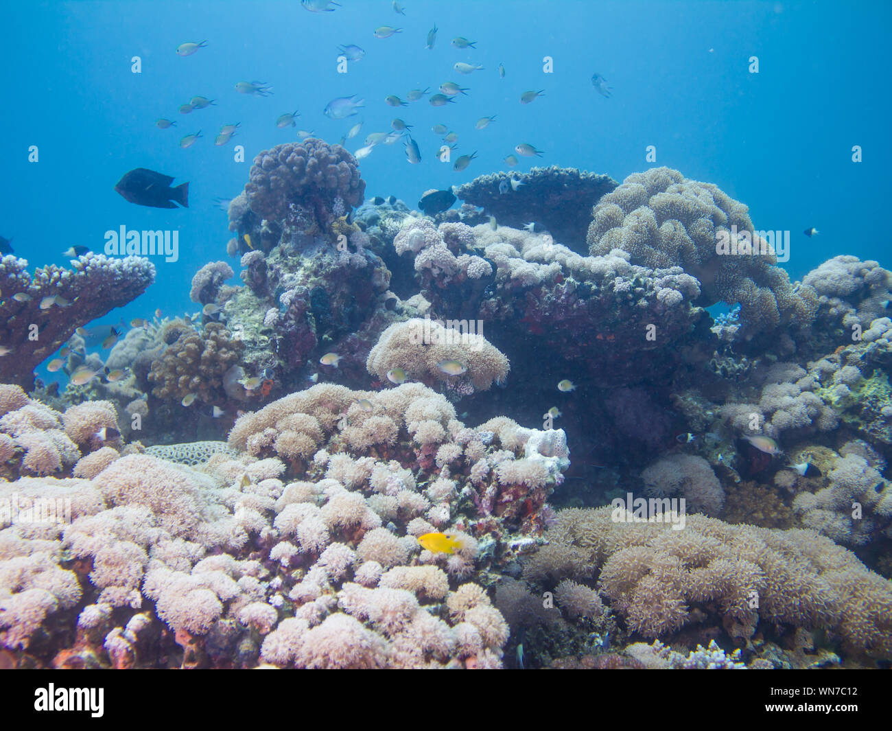Coral Reef in the Red Sea Stock Photo - Alamy