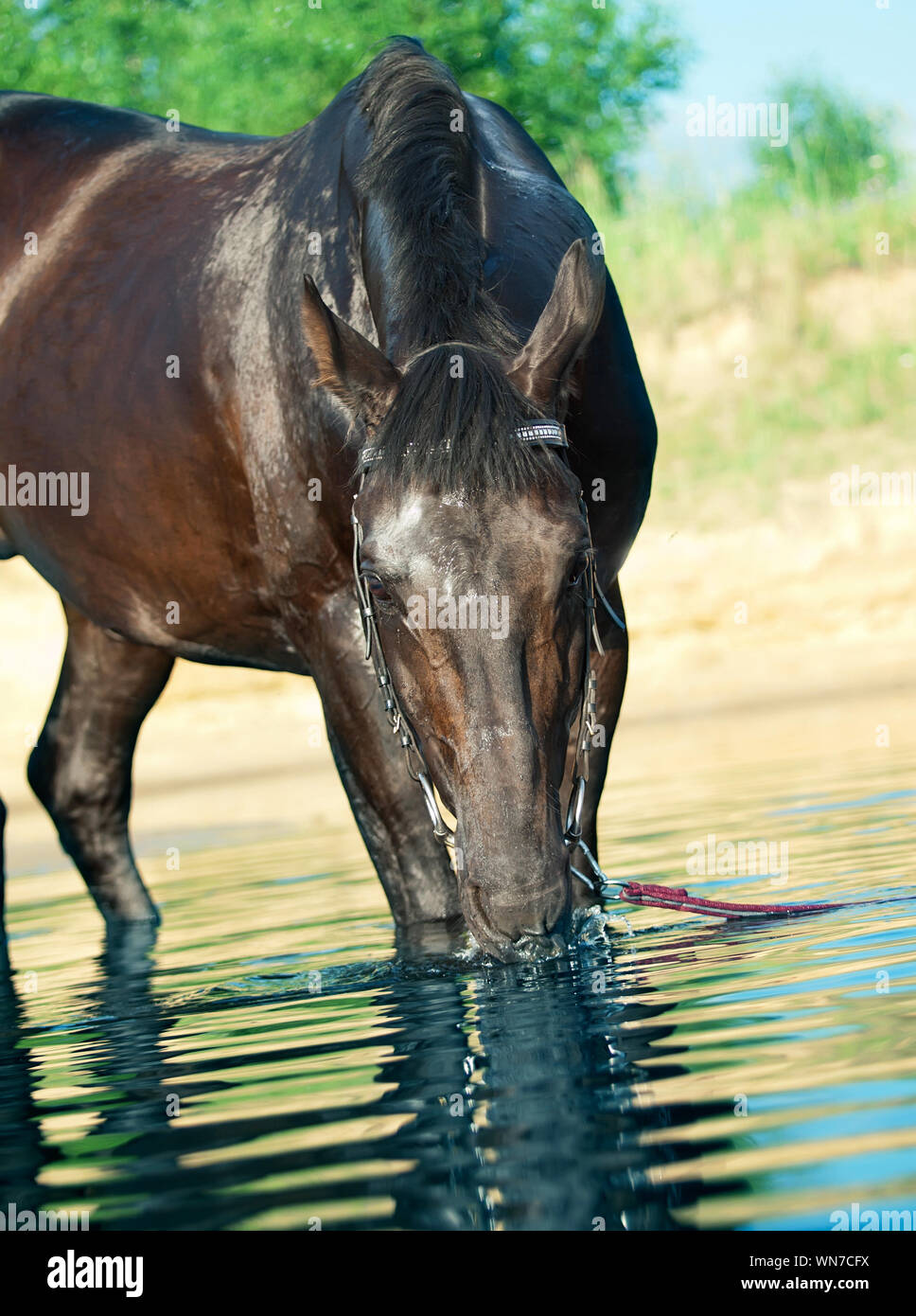 Brown horse in the water hi-res stock photography and images - Alamy