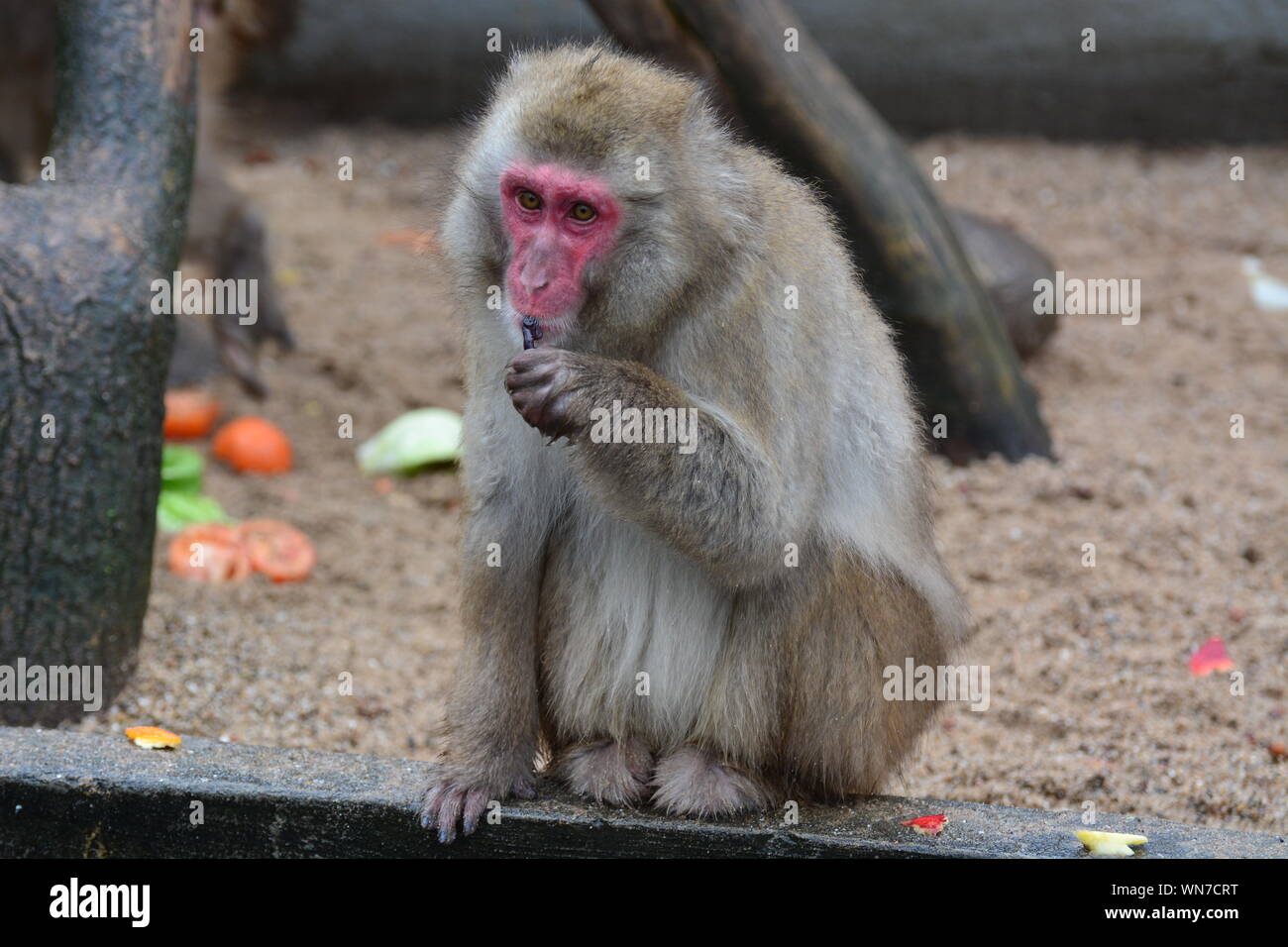 Macaque on beach hi-res stock photography and images - Alamy
