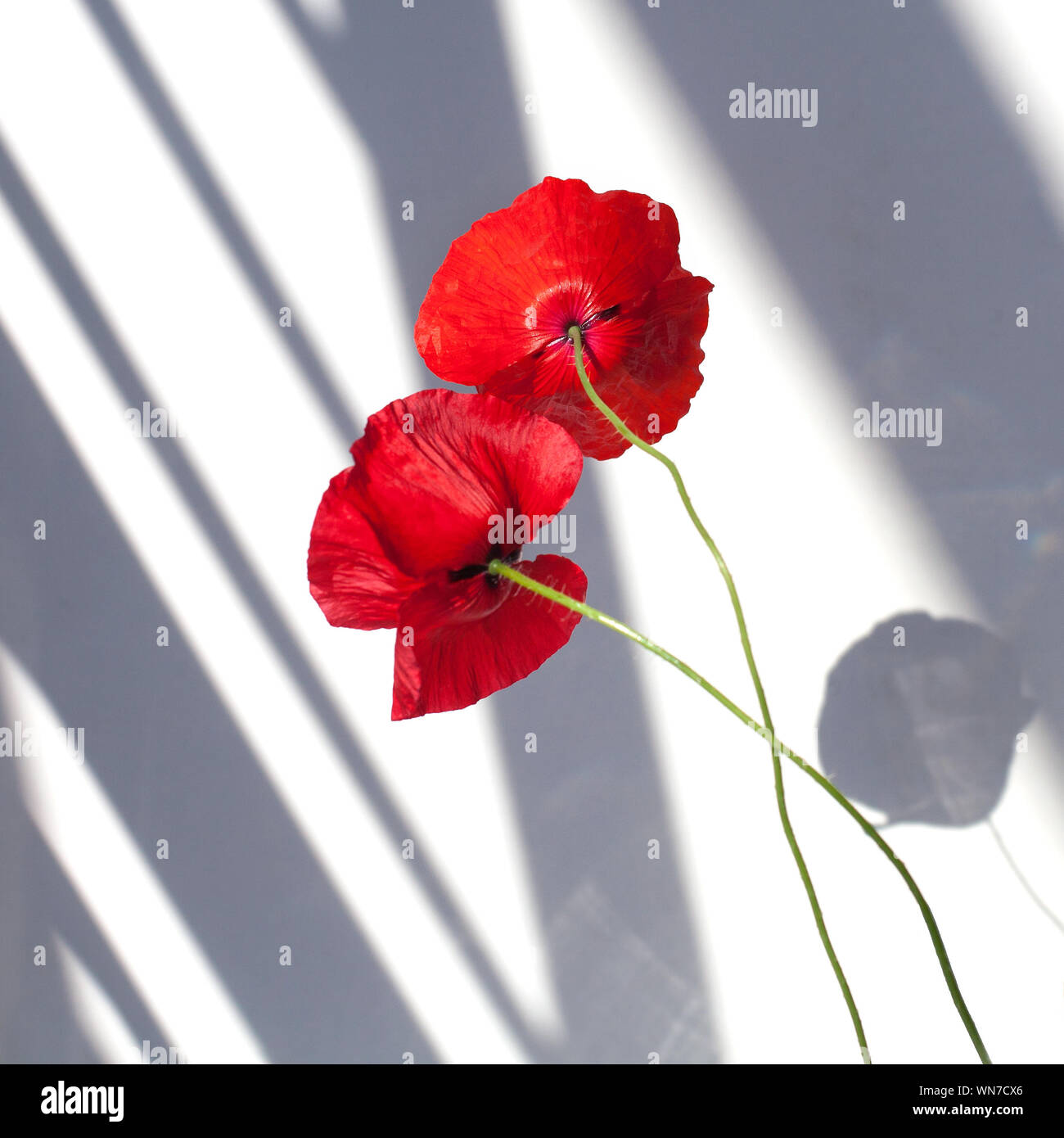 Two poppy flowers on a white background with contrasting shadows close ...