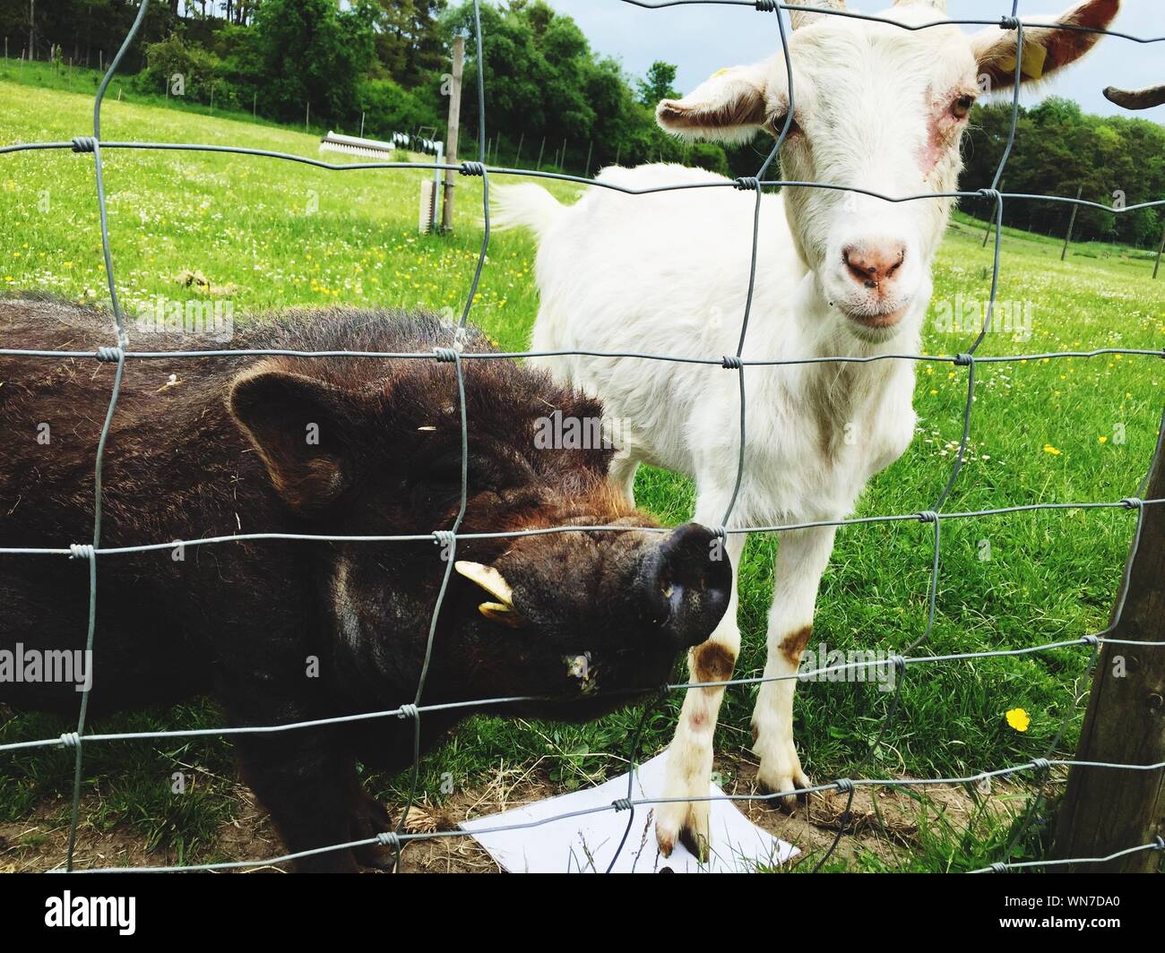 Goat Farm Animal Pen High Resolution Stock Photography and Images - Alamy