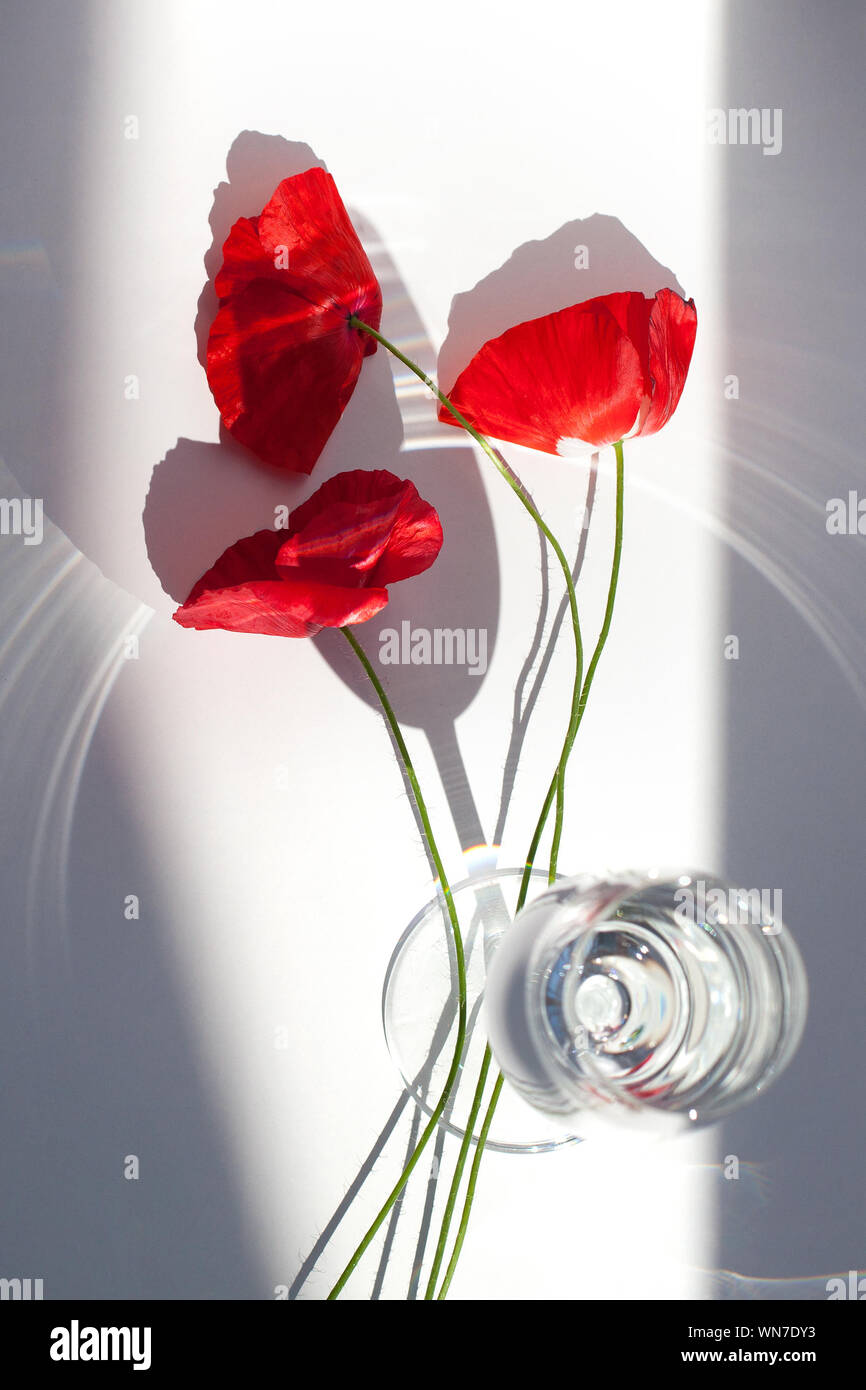 Three red poppy flowers on a white background with sunlight and ...
