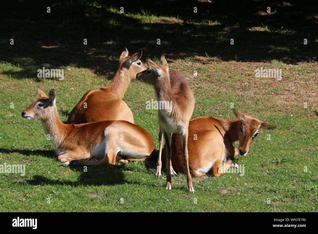 southern lechwe antelope Kobus leche on grass Stock Photo - Alamy