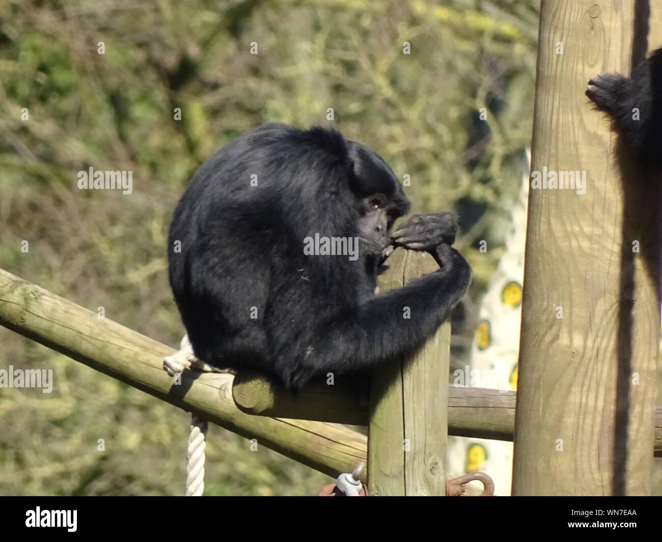 Close up of ape hi-res stock photography and images - Alamy