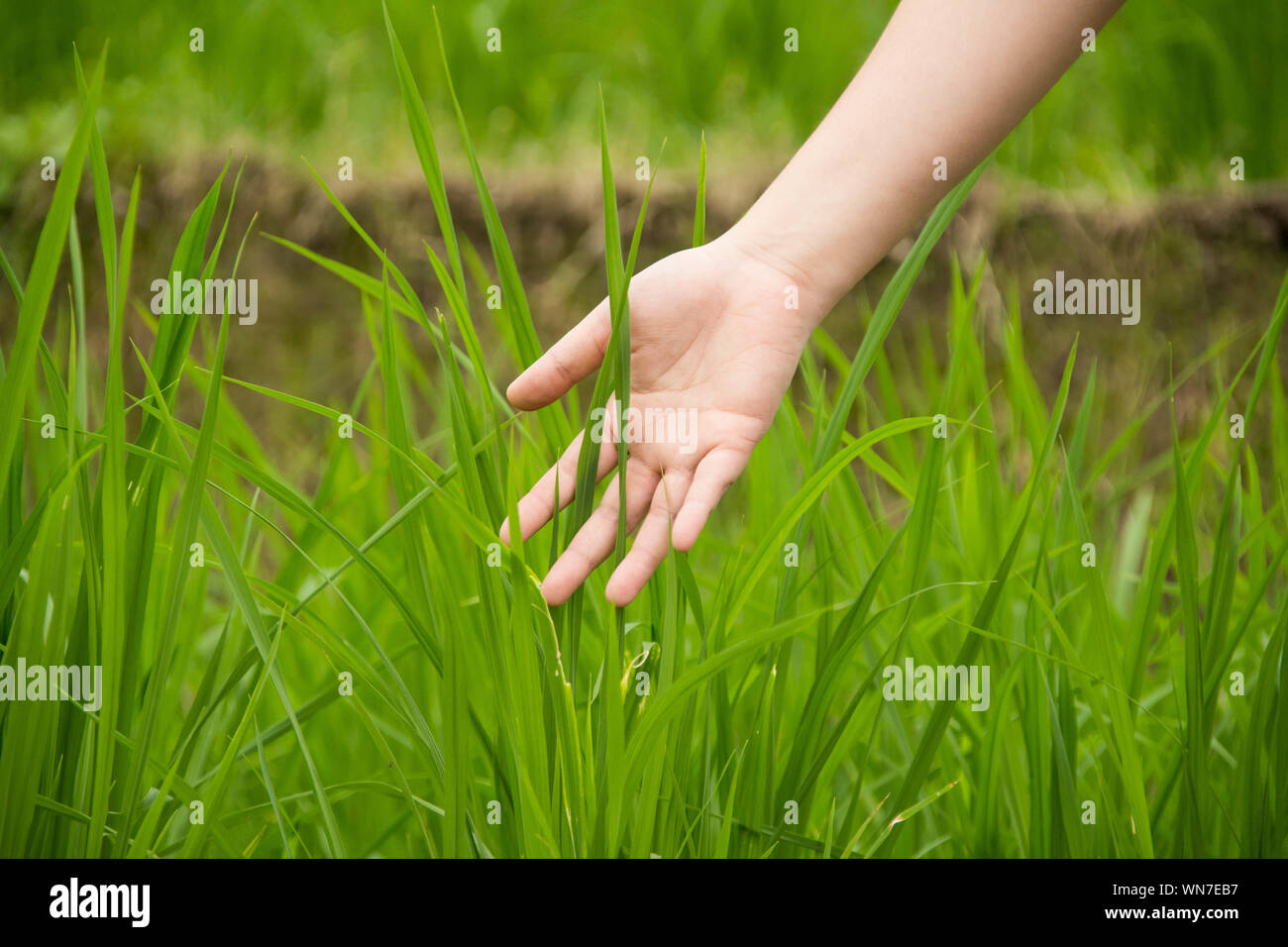 Girl touching grass hi-res stock photography and images - Alamy