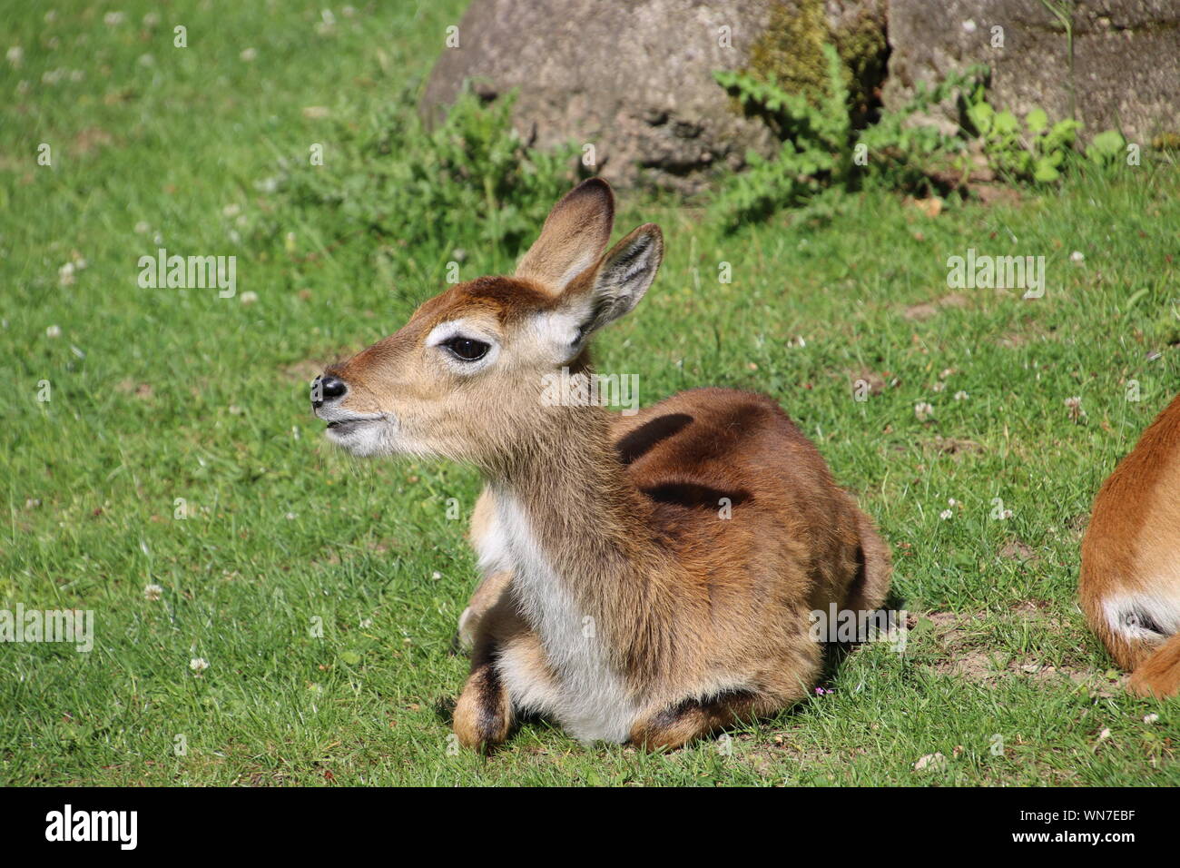 southern lechwe antelope Kobus leche on grass Stock Photo - Alamy