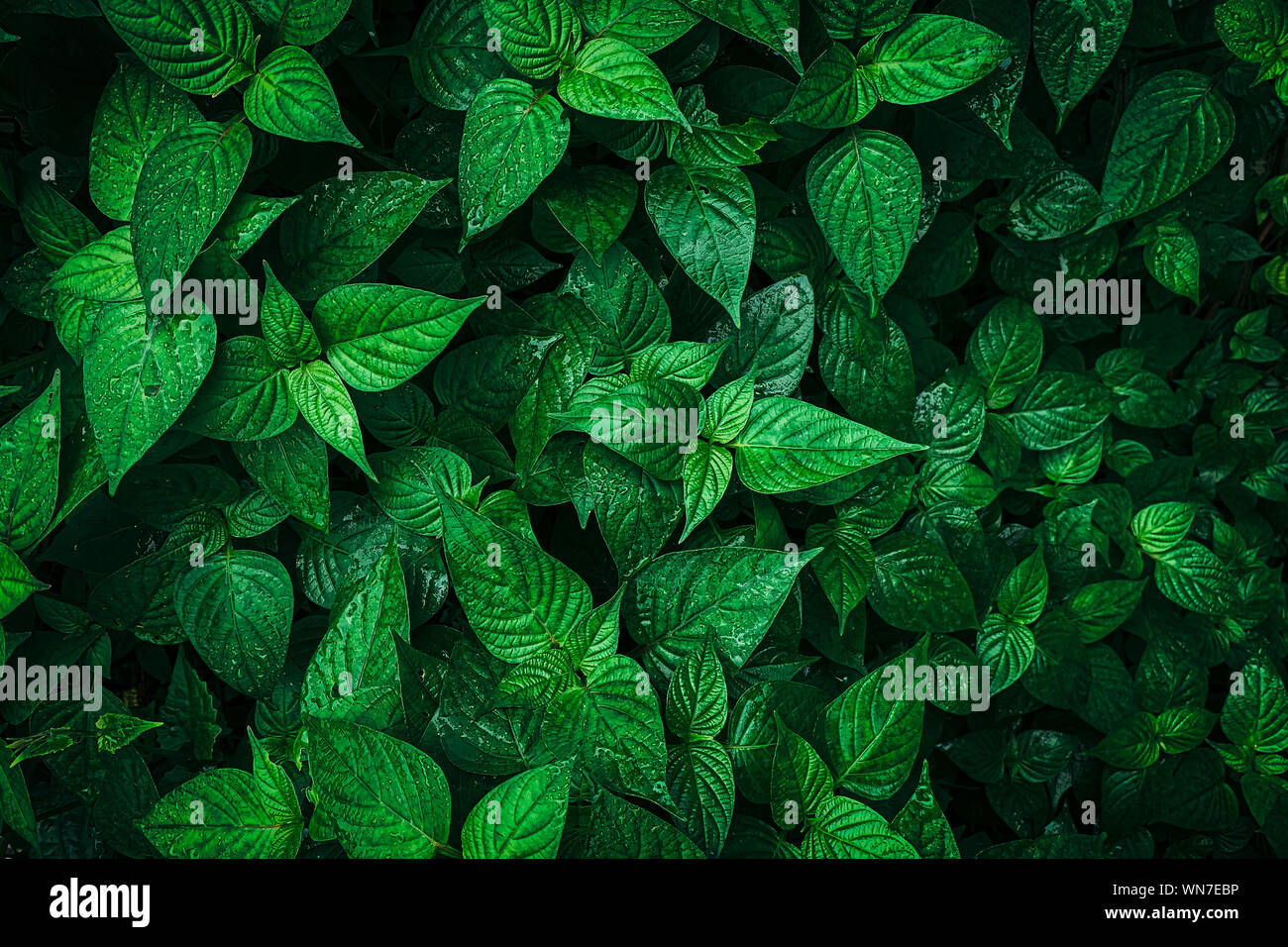 Flat nature leaves hi-res stock photography and images - Alamy