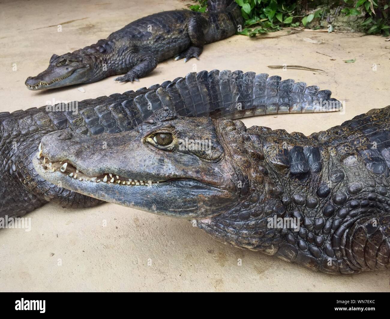 Family crocodiles hi-res stock photography and images - Alamy