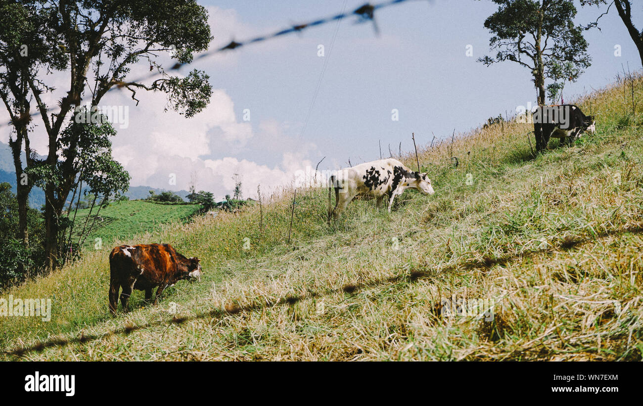 Three grazing cows hi-res stock photography and images - Alamy