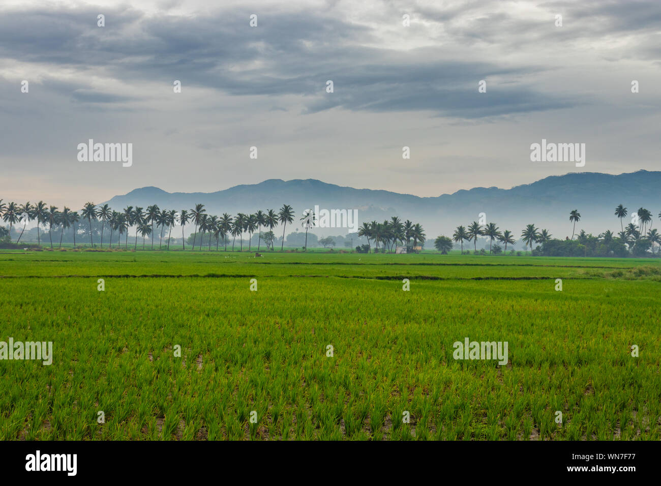 green rice field with palm tree and mountain background image is ...