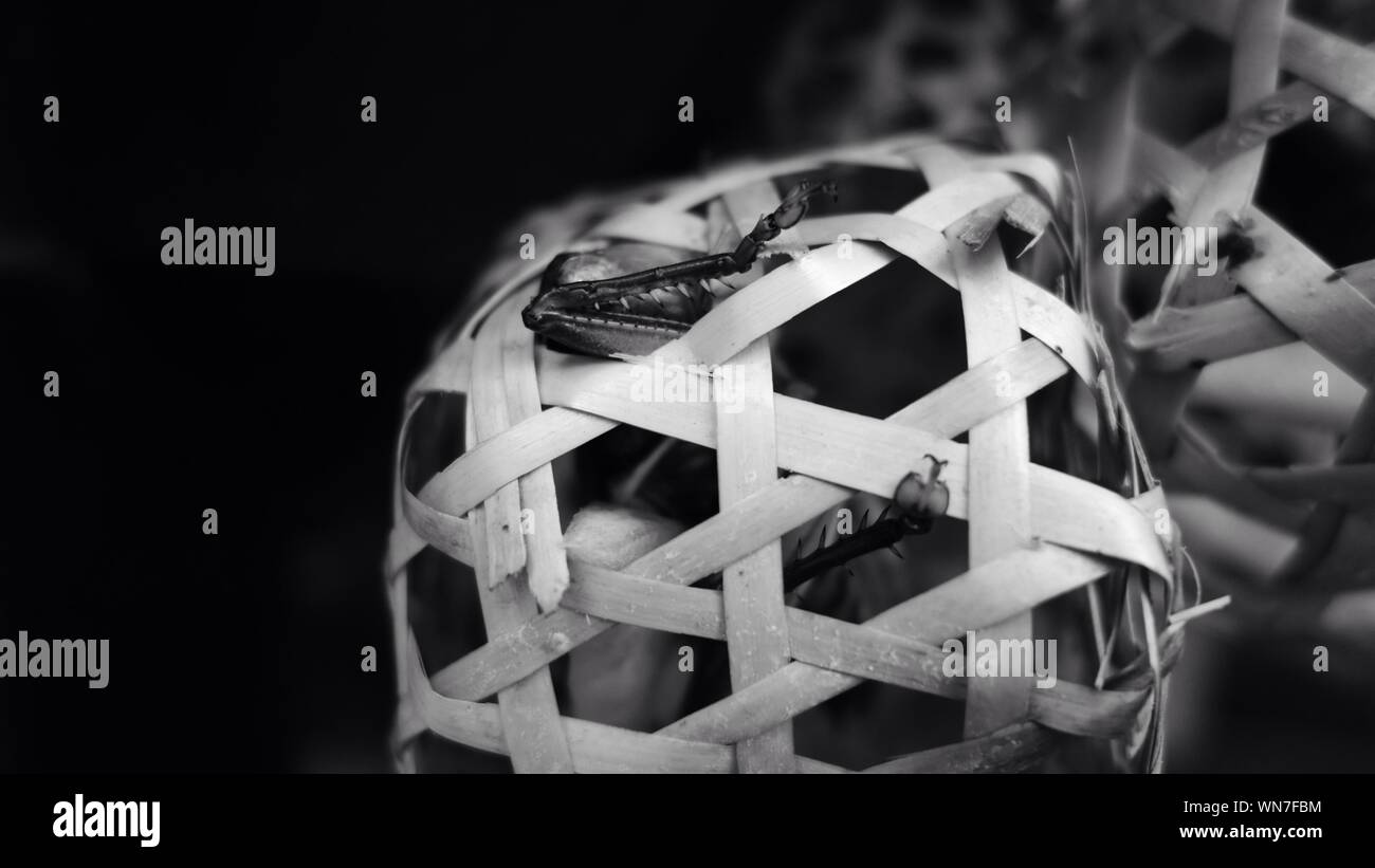 Trapped Insect High Resolution Stock Photography and Images - Alamy