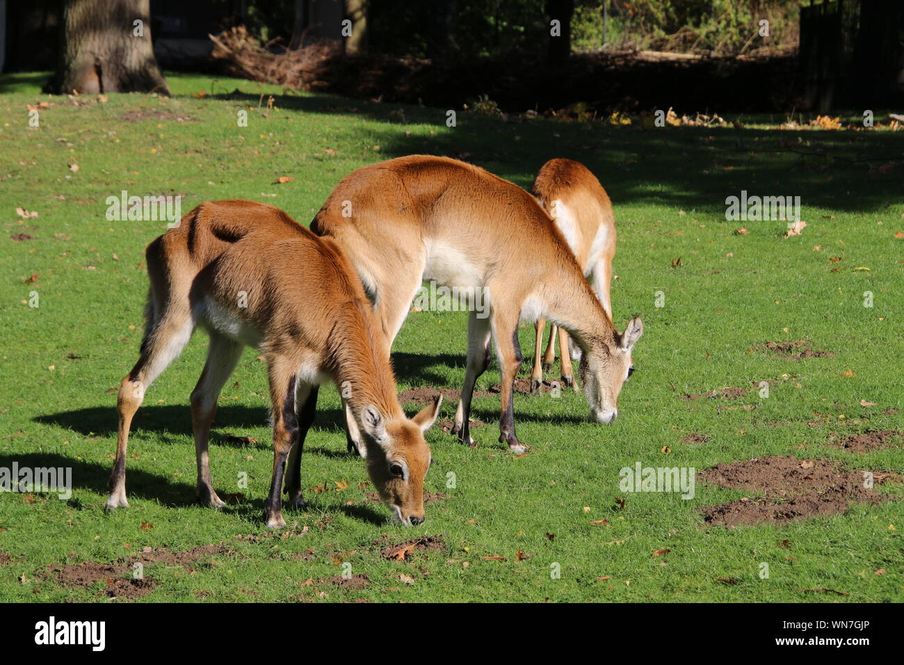 southern lechwe antelope Kobus leche on grass Stock Photo - Alamy