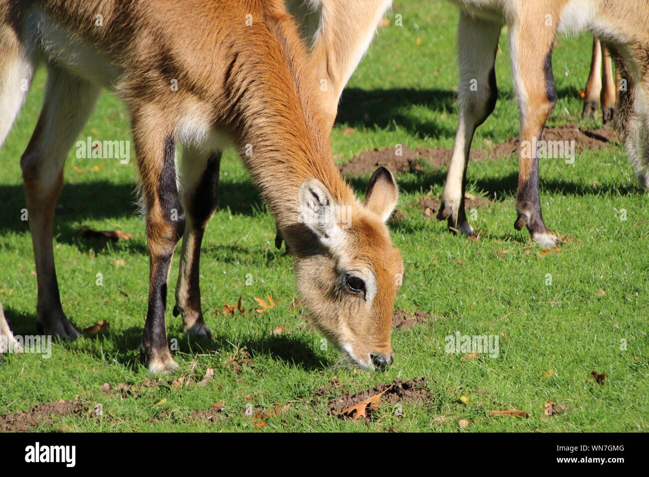 southern lechwe antelope Kobus leche on grass Stock Photo - Alamy