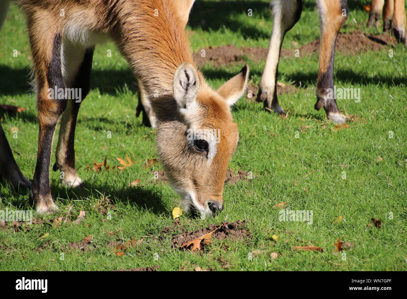 southern lechwe antelope Kobus leche on grass Stock Photo - Alamy
