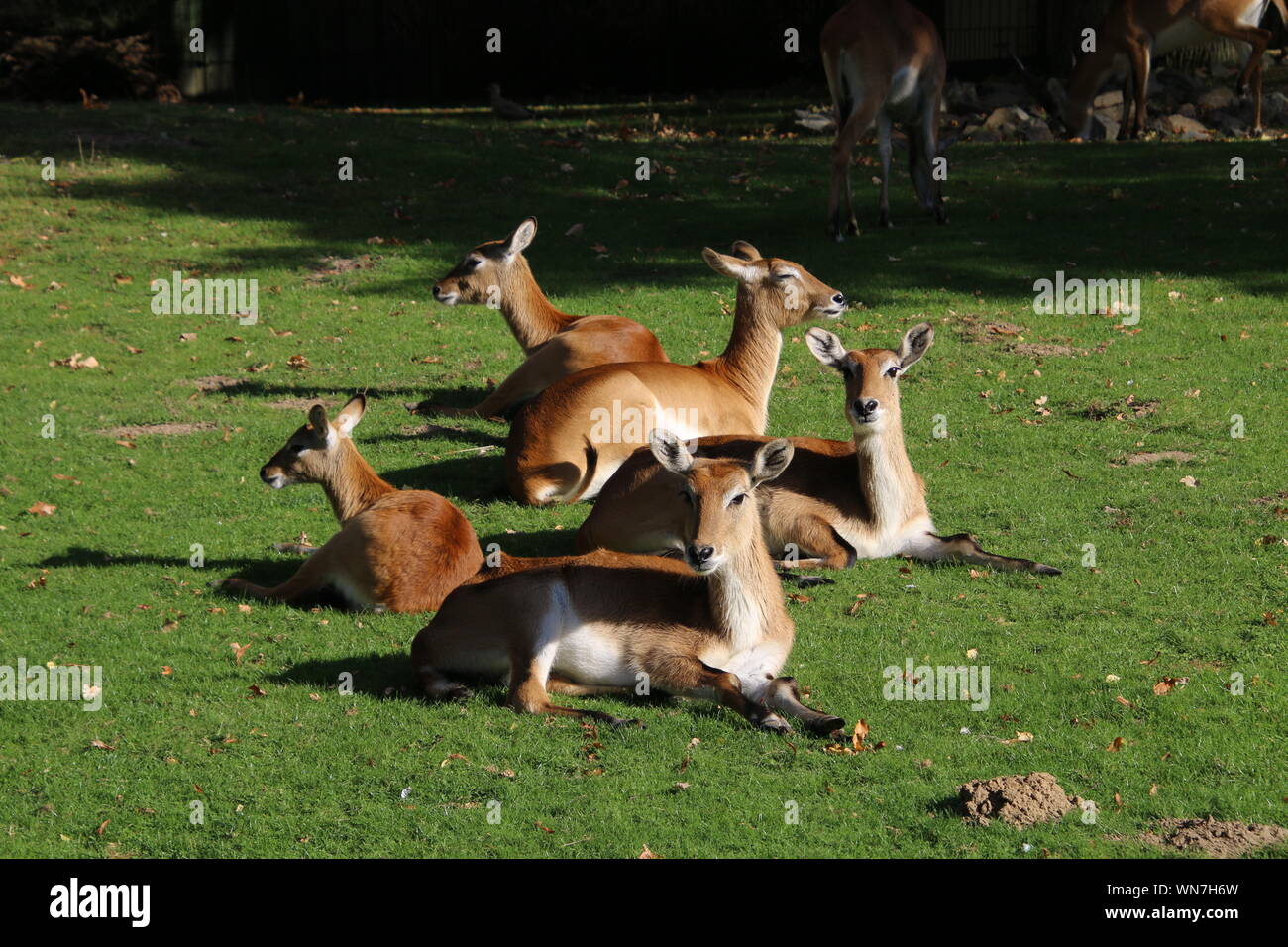 southern lechwe antelope Kobus leche on grass Stock Photo - Alamy
