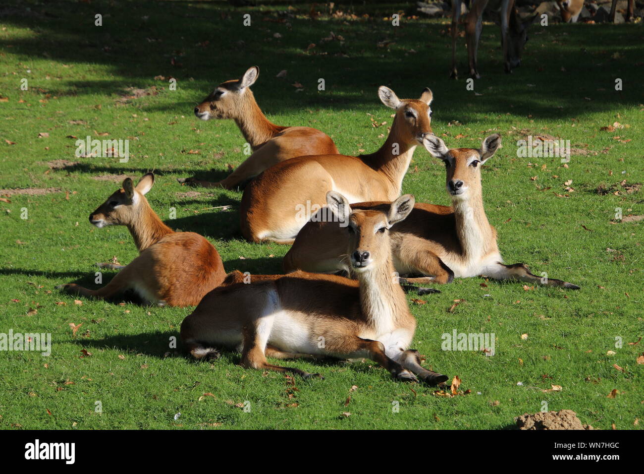 southern lechwe antelope Kobus leche on grass Stock Photo - Alamy