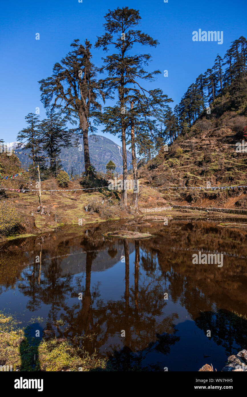 Reflection of trees in a pond at Tshoka on the Gochela trek in the ...