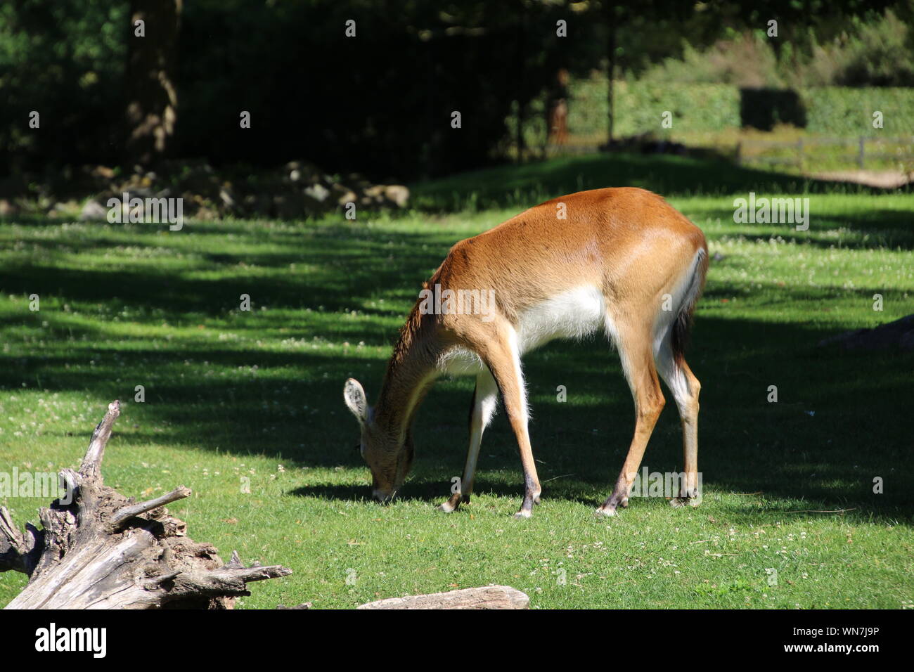 southern lechwe antelope Kobus leche on grass Stock Photo - Alamy