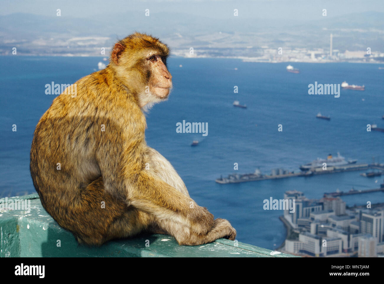 Monkey vessel hi-res stock photography and images - Alamy