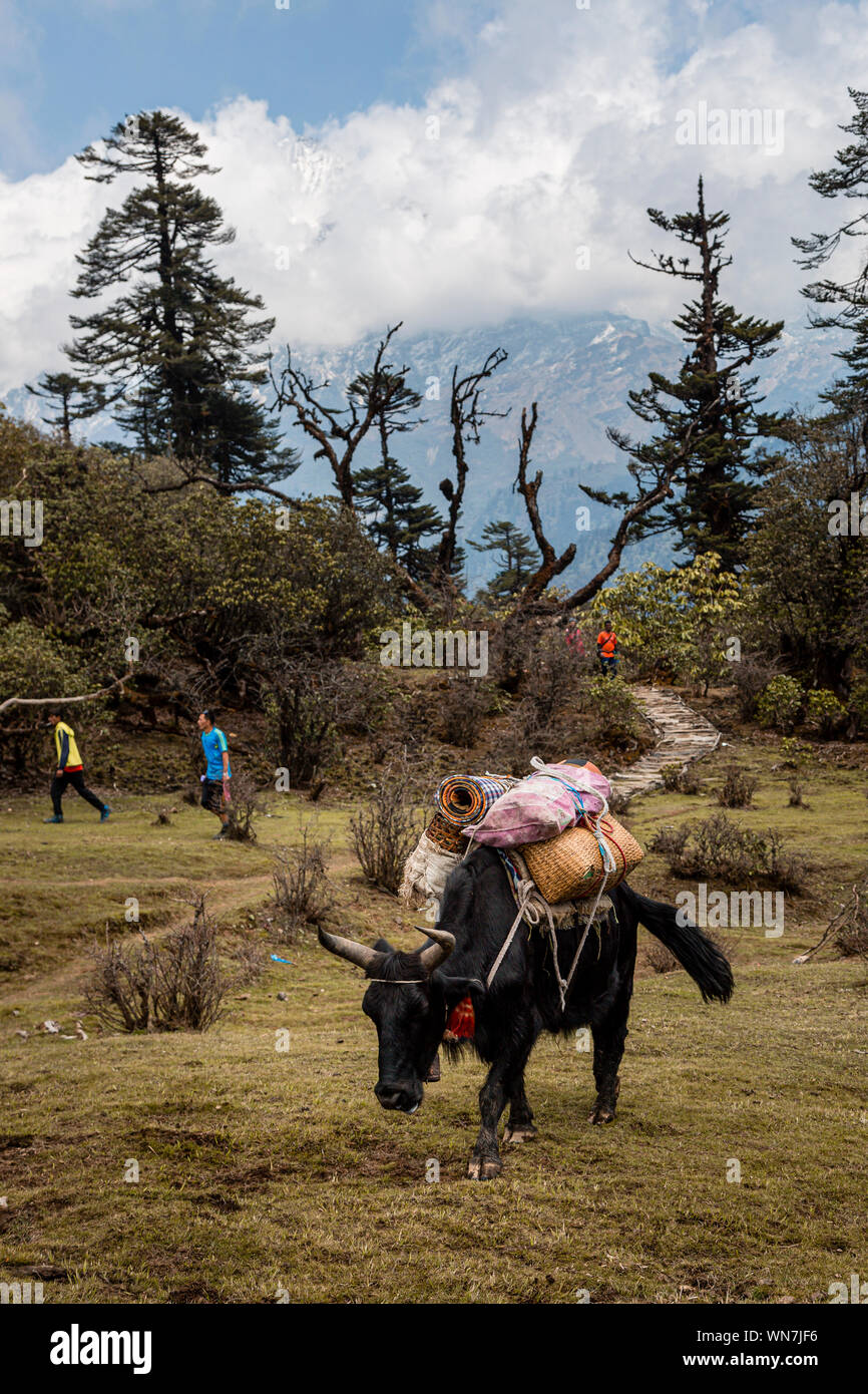 A mountain yak carries a backpack on the Gochela trek in the ...