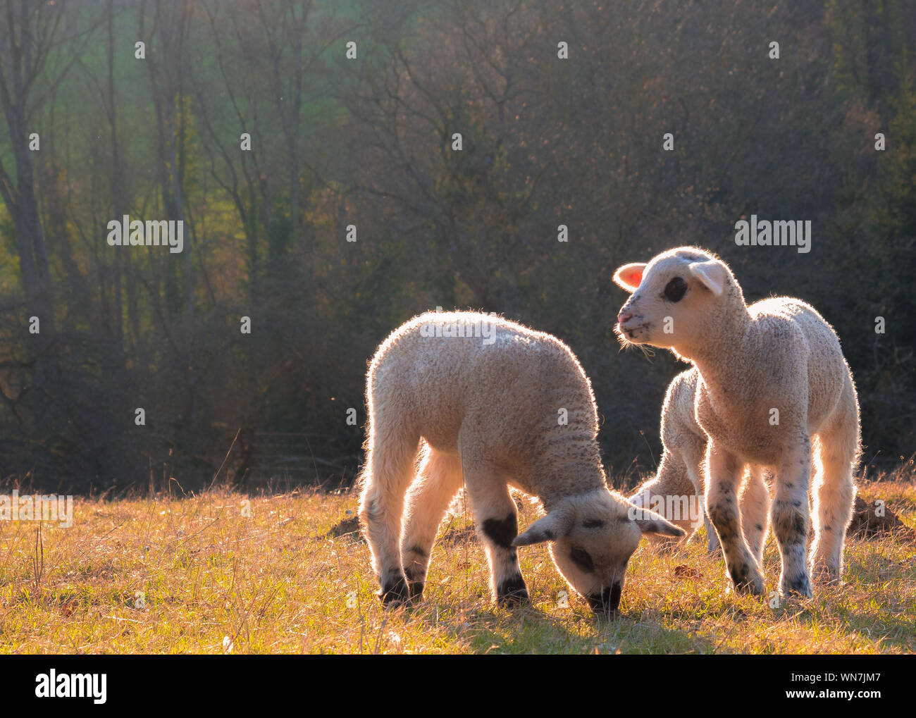 Two Lambs High Resolution Stock Photography and Images - Alamy