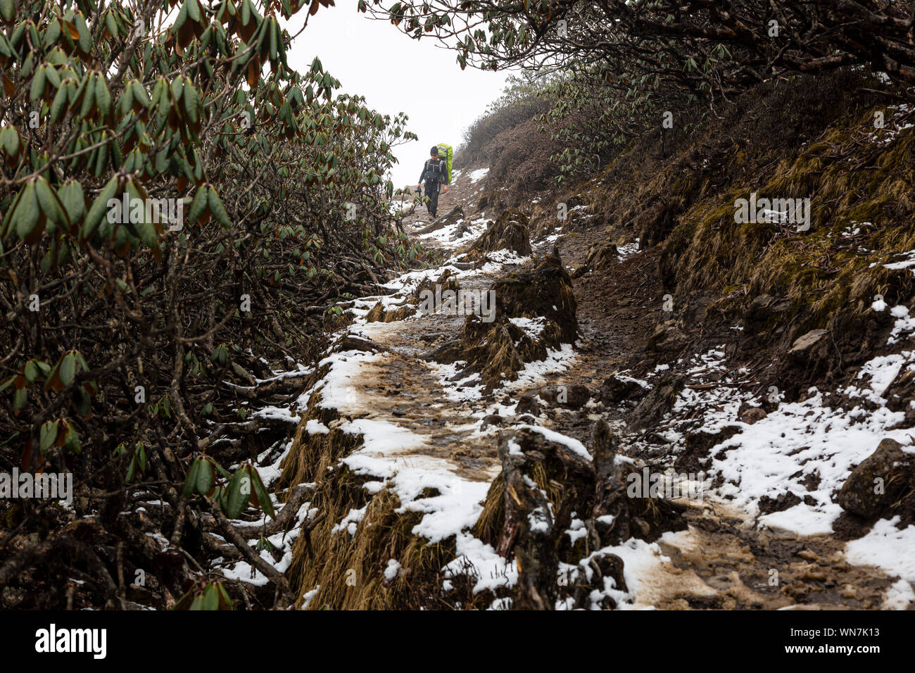 A trekker walk through a snowy trail on the Gochela trek in the ...