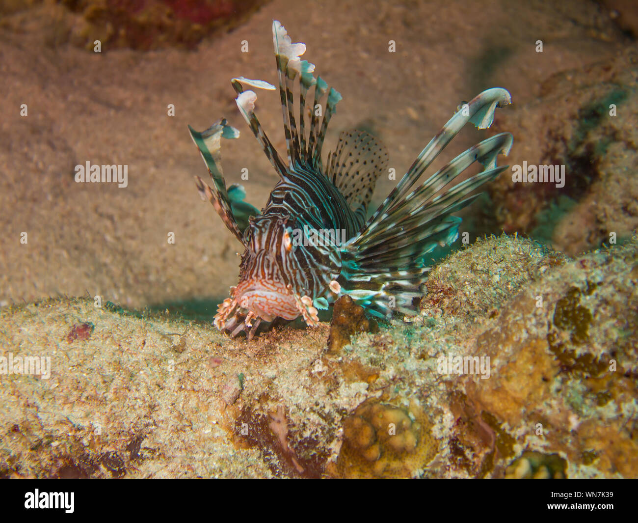 Lion fish in the Red Sea Stock Photo - Alamy