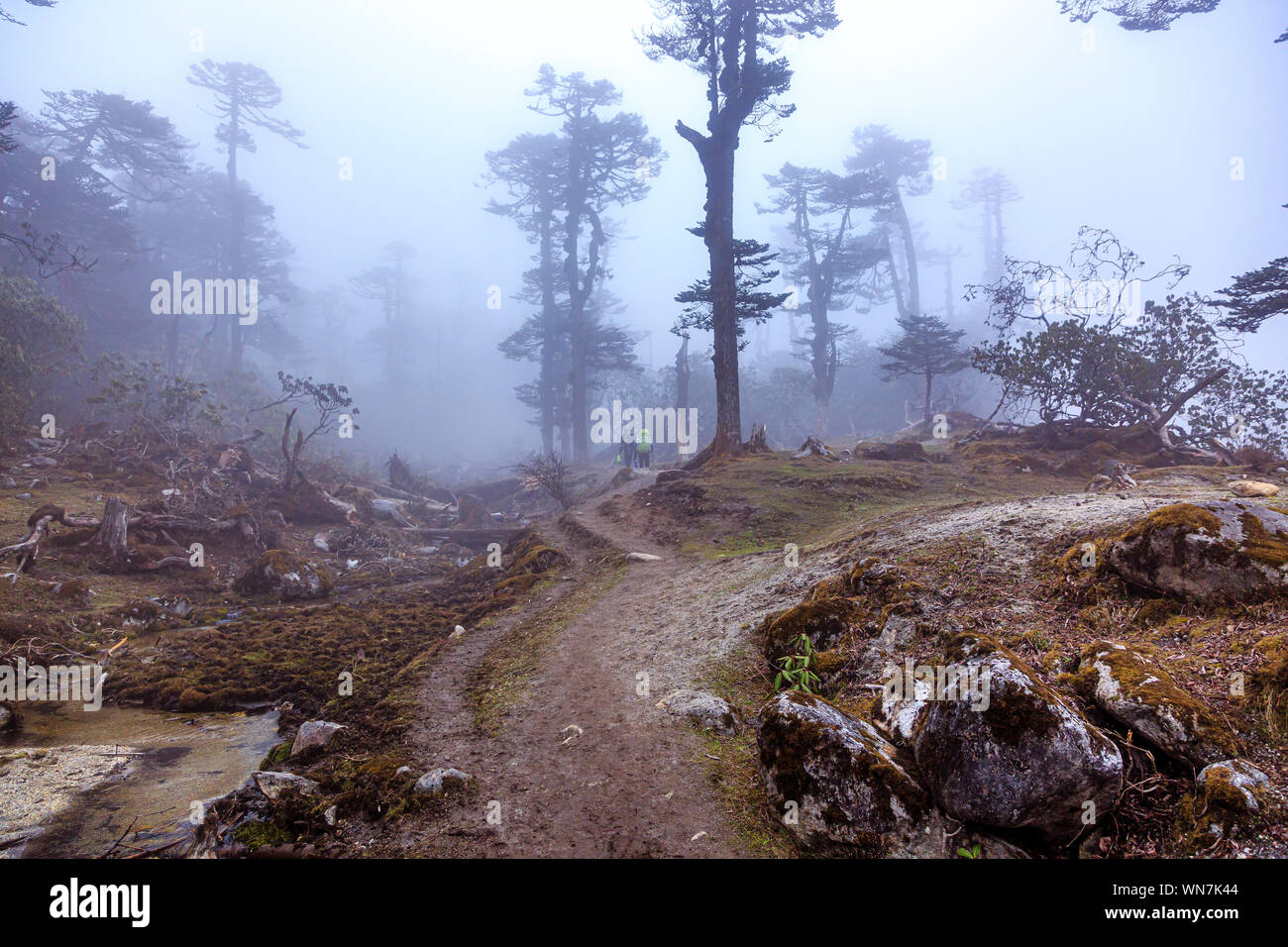 Misty weather on the Gochela trek in the Kanchenjunga mountain range in ...
