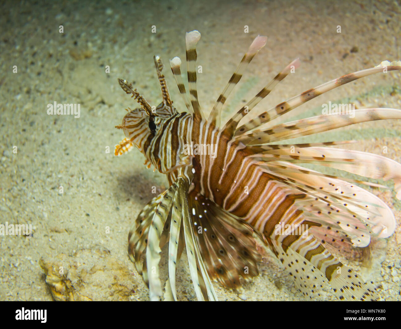 Lion fish in the Red Sea Stock Photo - Alamy