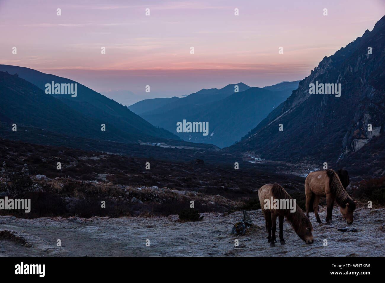 Mountain horses on the Gochela trek in the Kanchenjunga mountain range ...