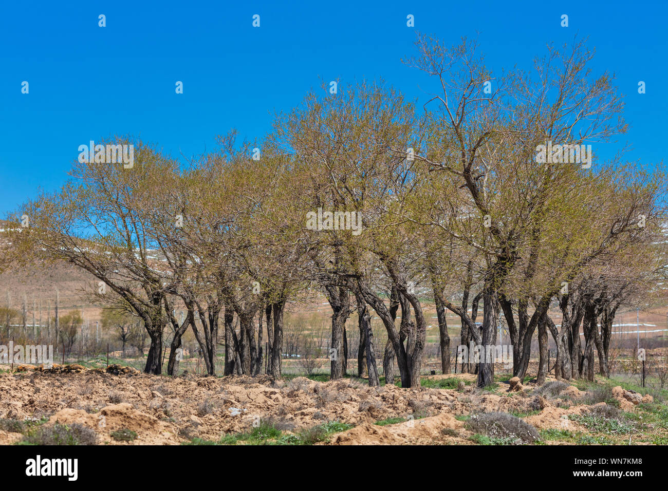 Iranian farm hi-res stock photography and images - Alamy